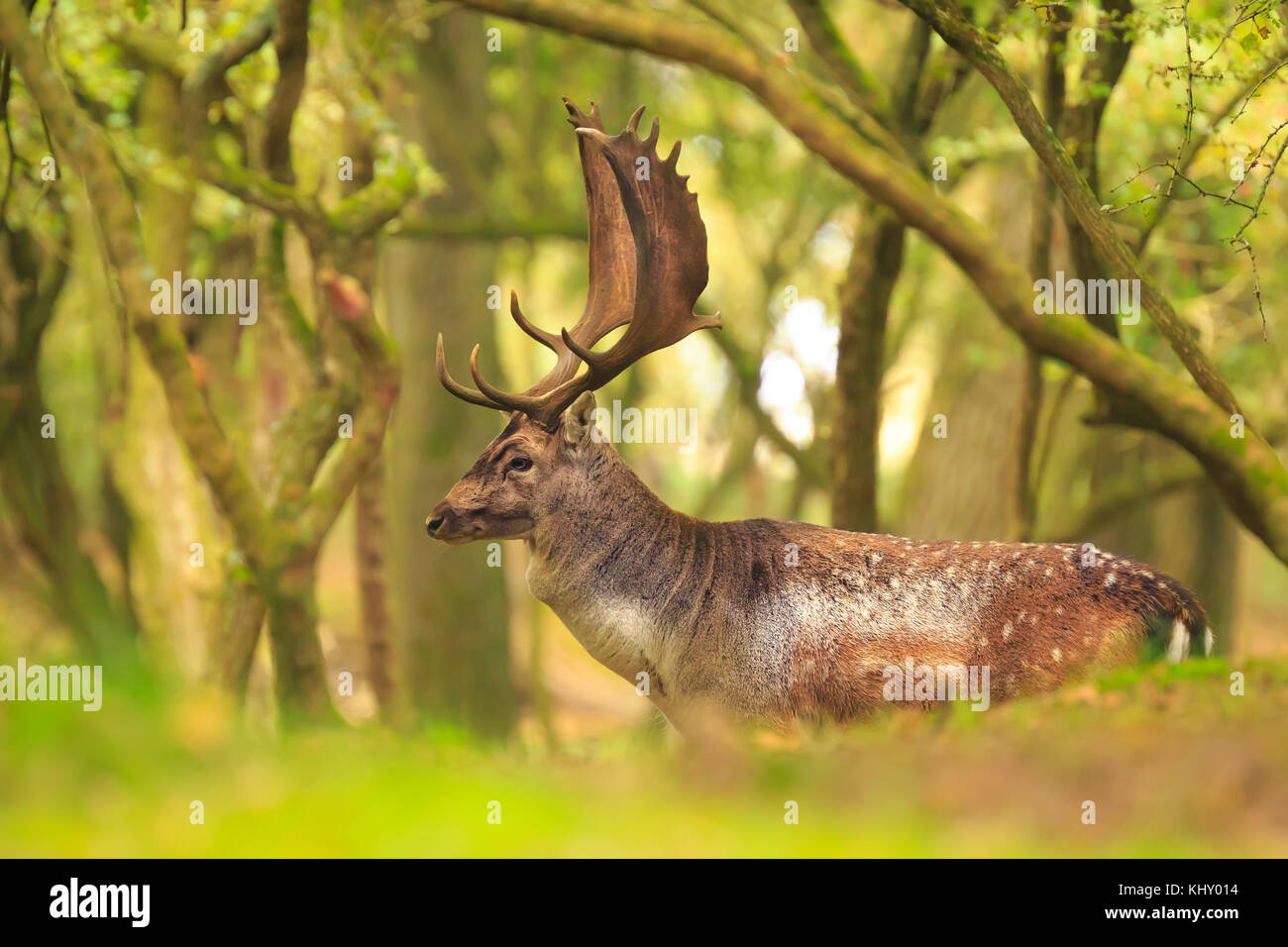Big Fallow deer buck, Dama Dama, with large antlers walking in a green ...