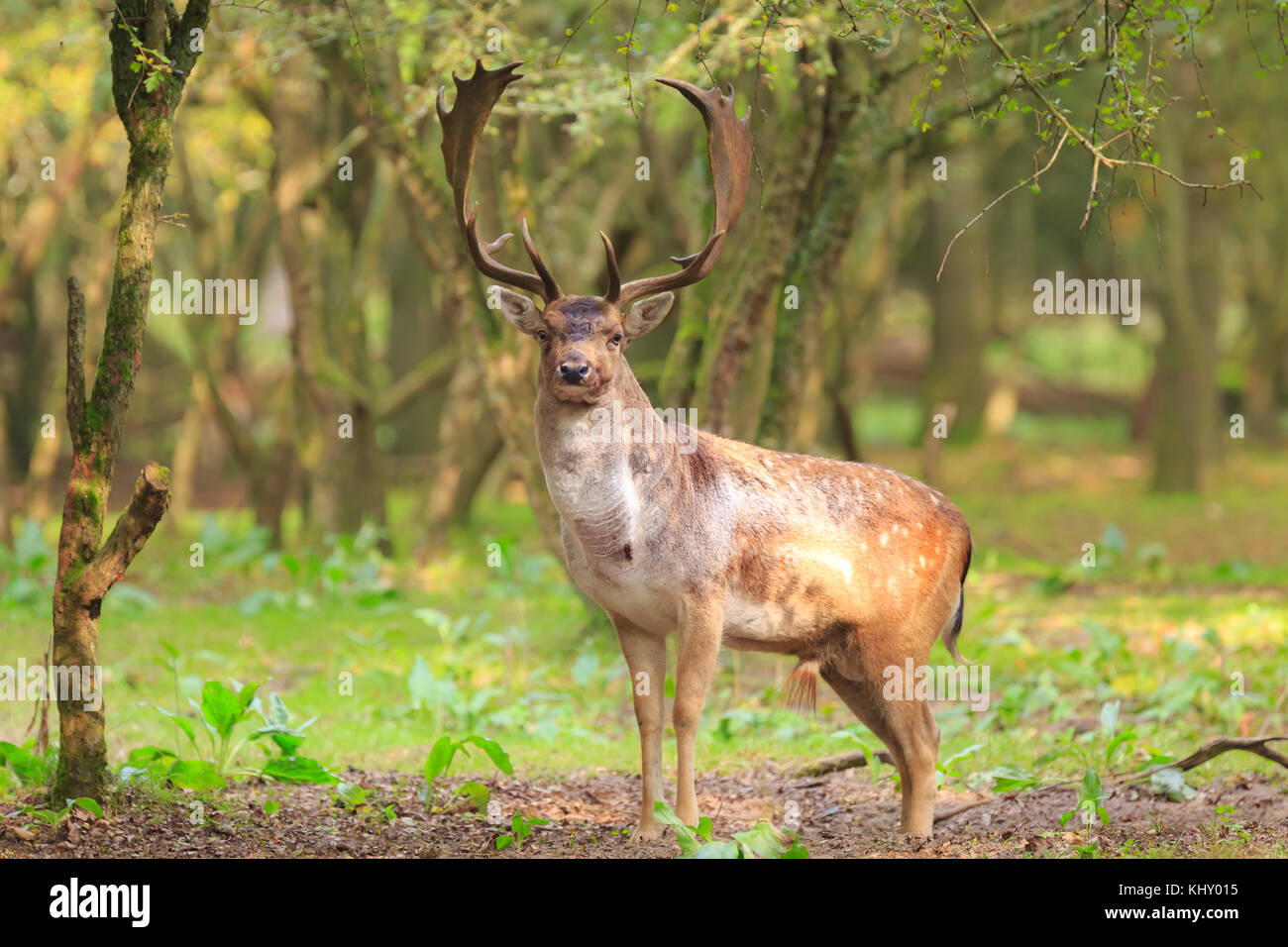 Big Fallow deer buck, Dama Dama, with large antlers walking in a green ...