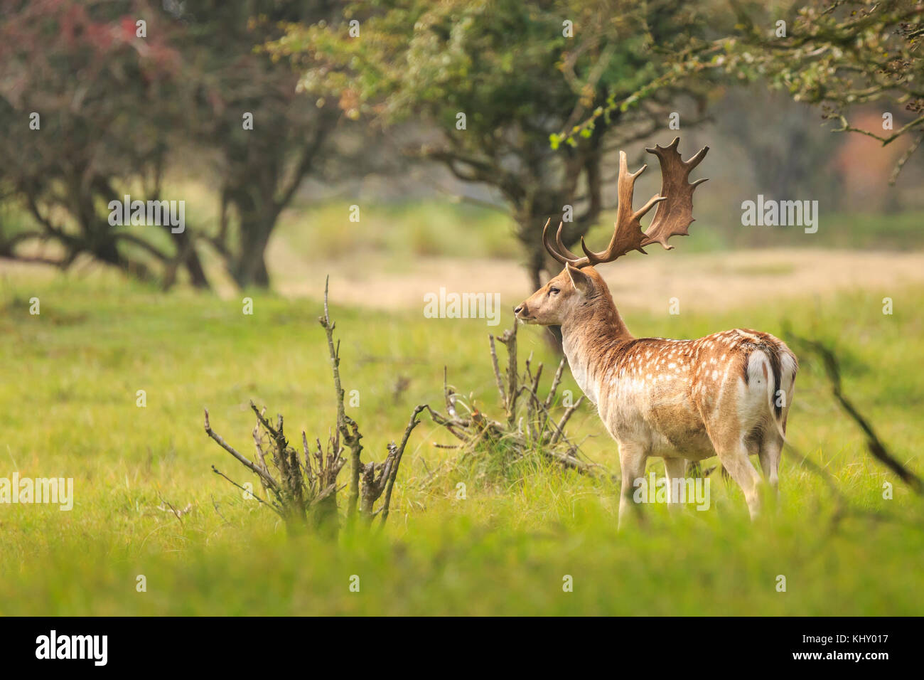Beautiful big Fallow deer stag, Dama Dama, with large antlers walking ...