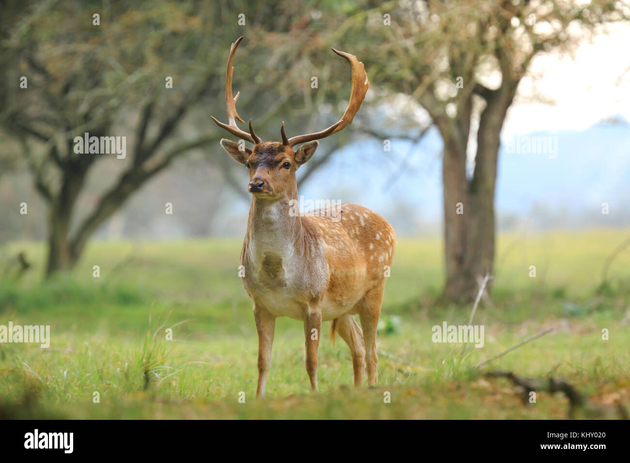 Beautiful big Fallow deer stag, Dama Dama, with large antlers walking ...