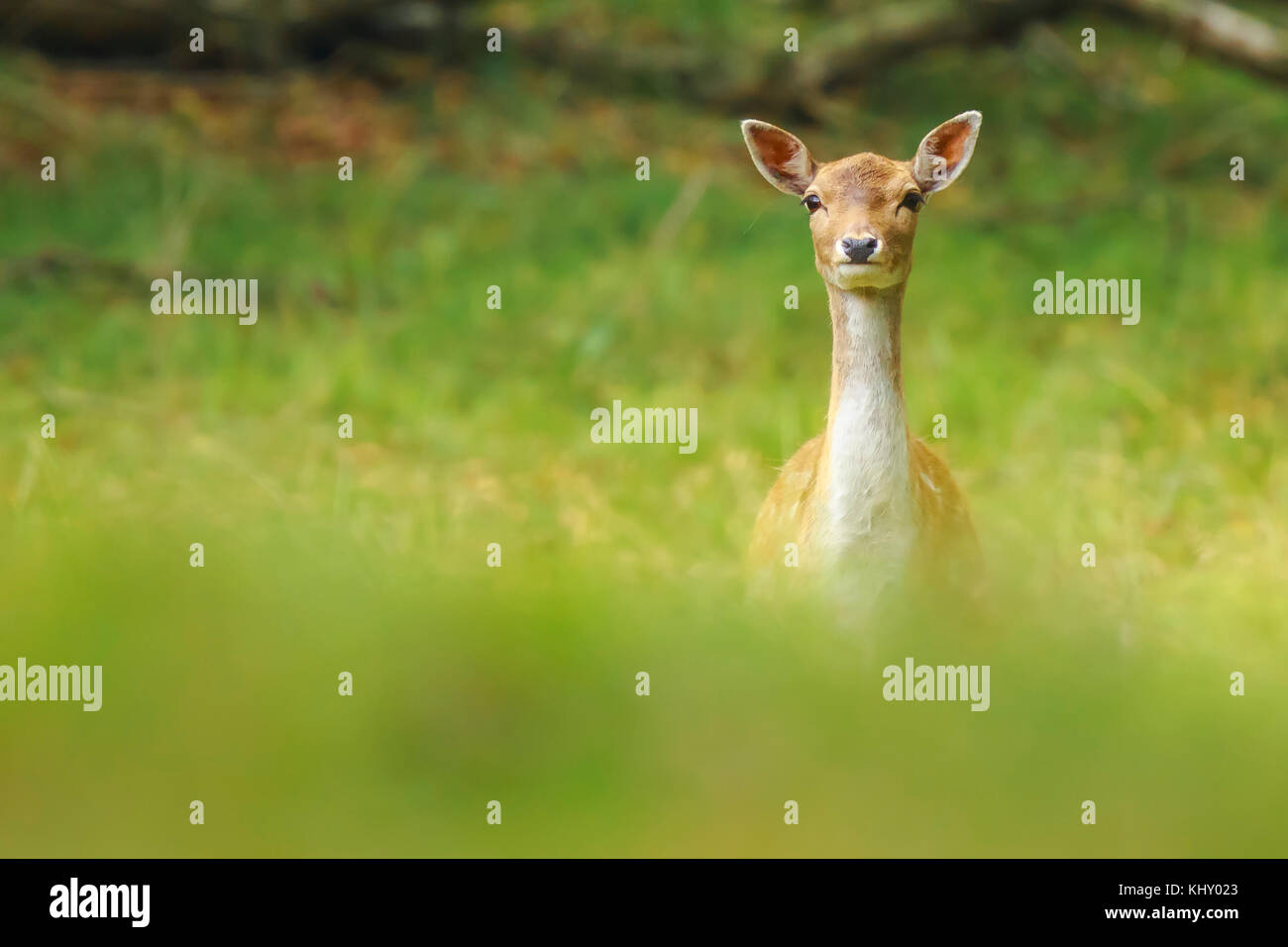 Fallow deer fawn, Dama Dama, walking and foraging in sunrise light and ...