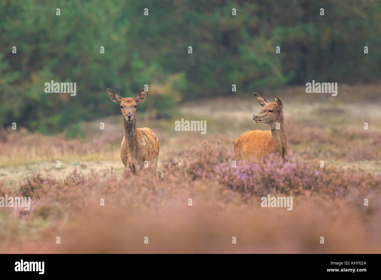 Close up of a female Red deer doe Cervus elaphus posing in heatland ...