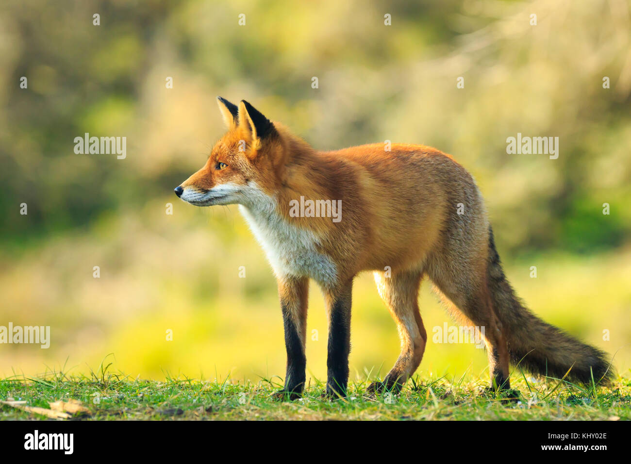 Red Fox Side View