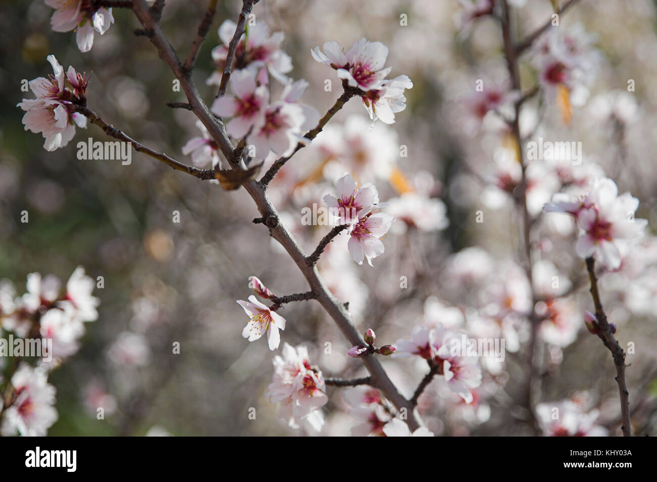 Sweet almond tree, blossoming, displaying clusters of delicate and ...