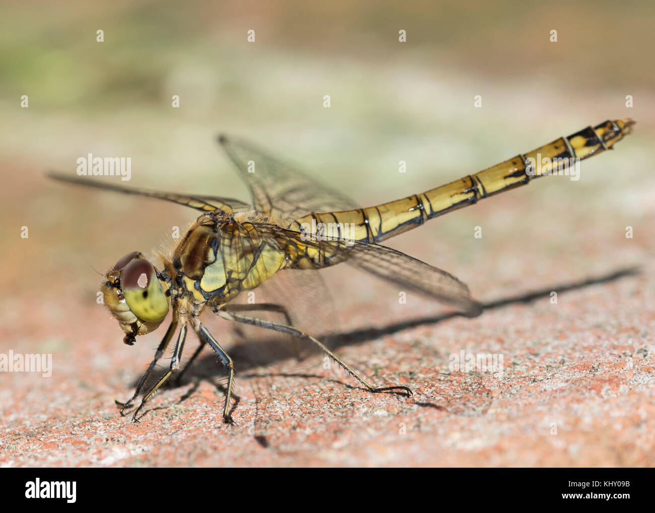 Colour close up/macro image of dragonfly eating an insect Stock Photo ...