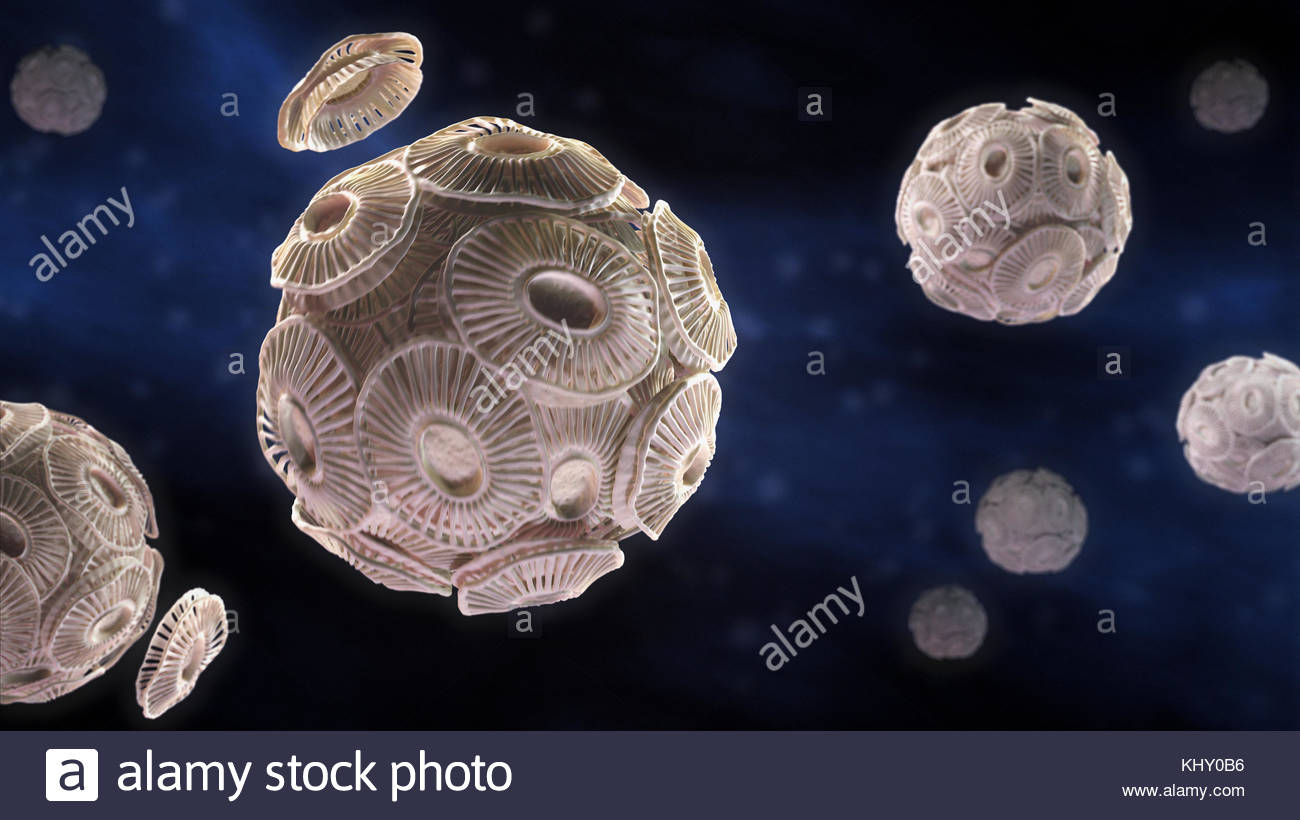 Coccolith Stock Photos & Coccolith Stock Images - Alamy