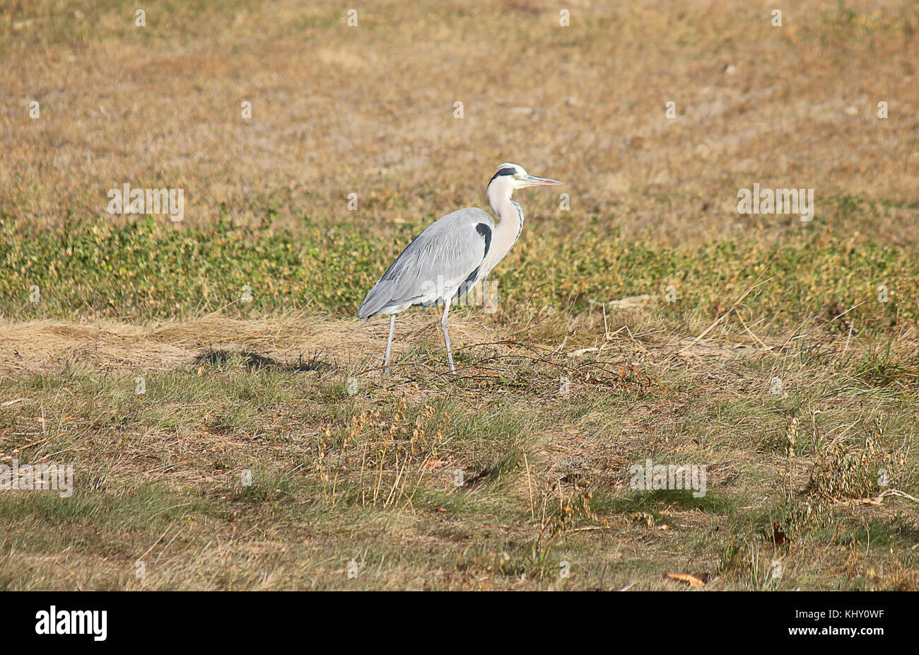 a brown heron bird in the field Stock Photo - Alamy