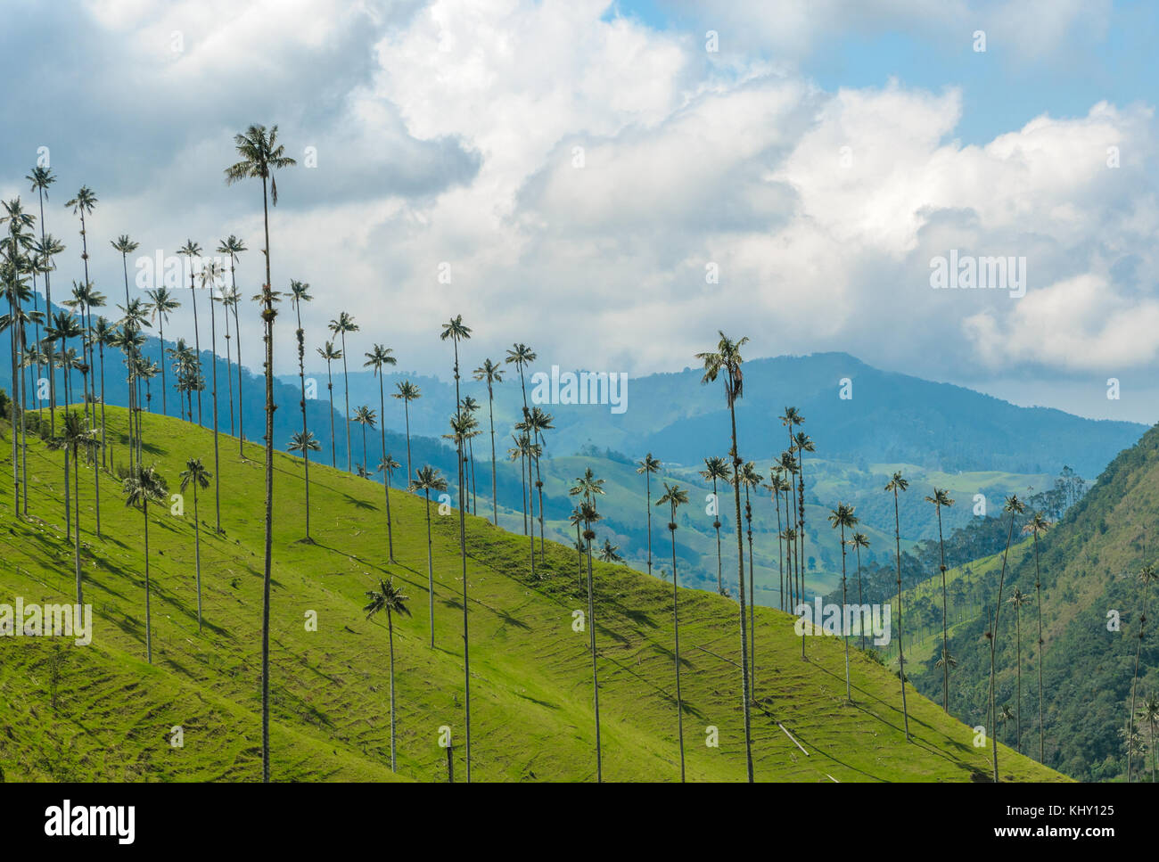 Wax palm trees of Cocora Valley, Colombia Stock Photo - Alamy