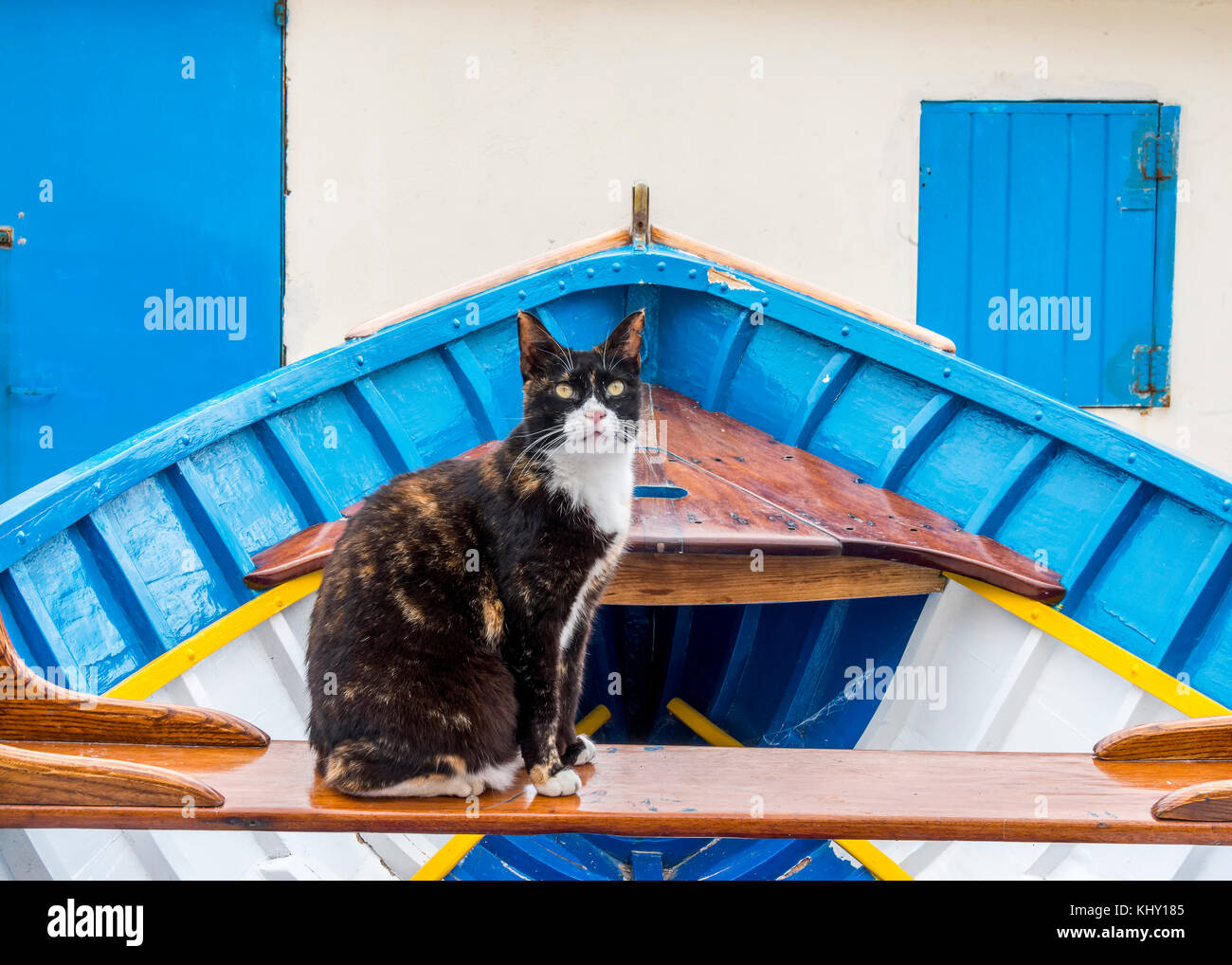 a feral tom cat sitting on top of a fishing boat in malta Stock Photo ...