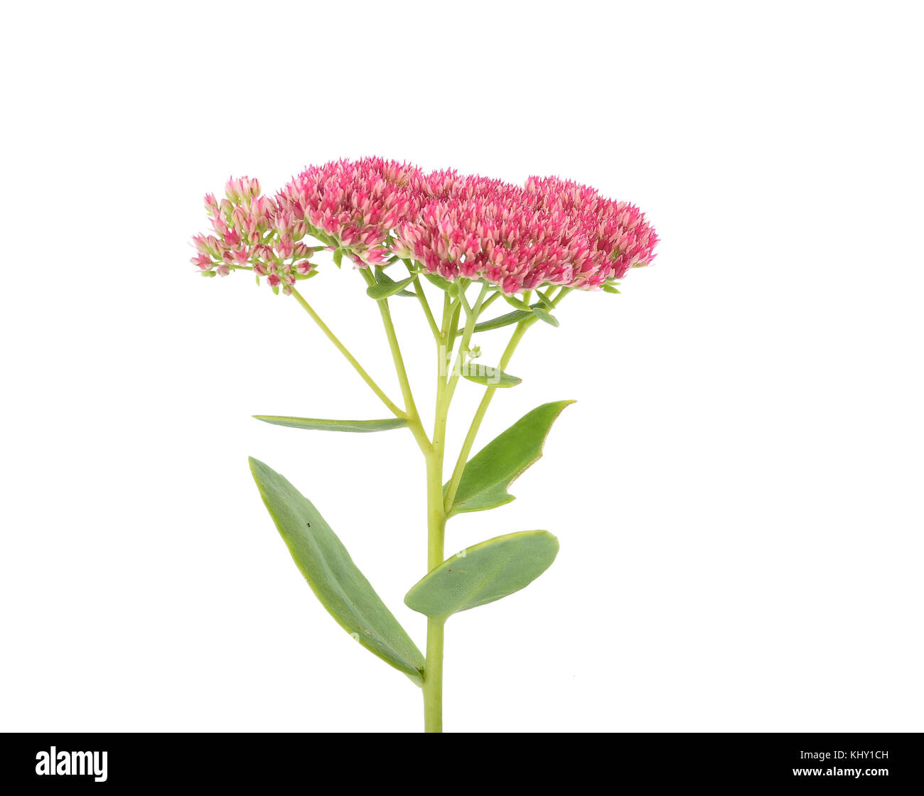 Orpine on isolated background Stock Photo - Alamy