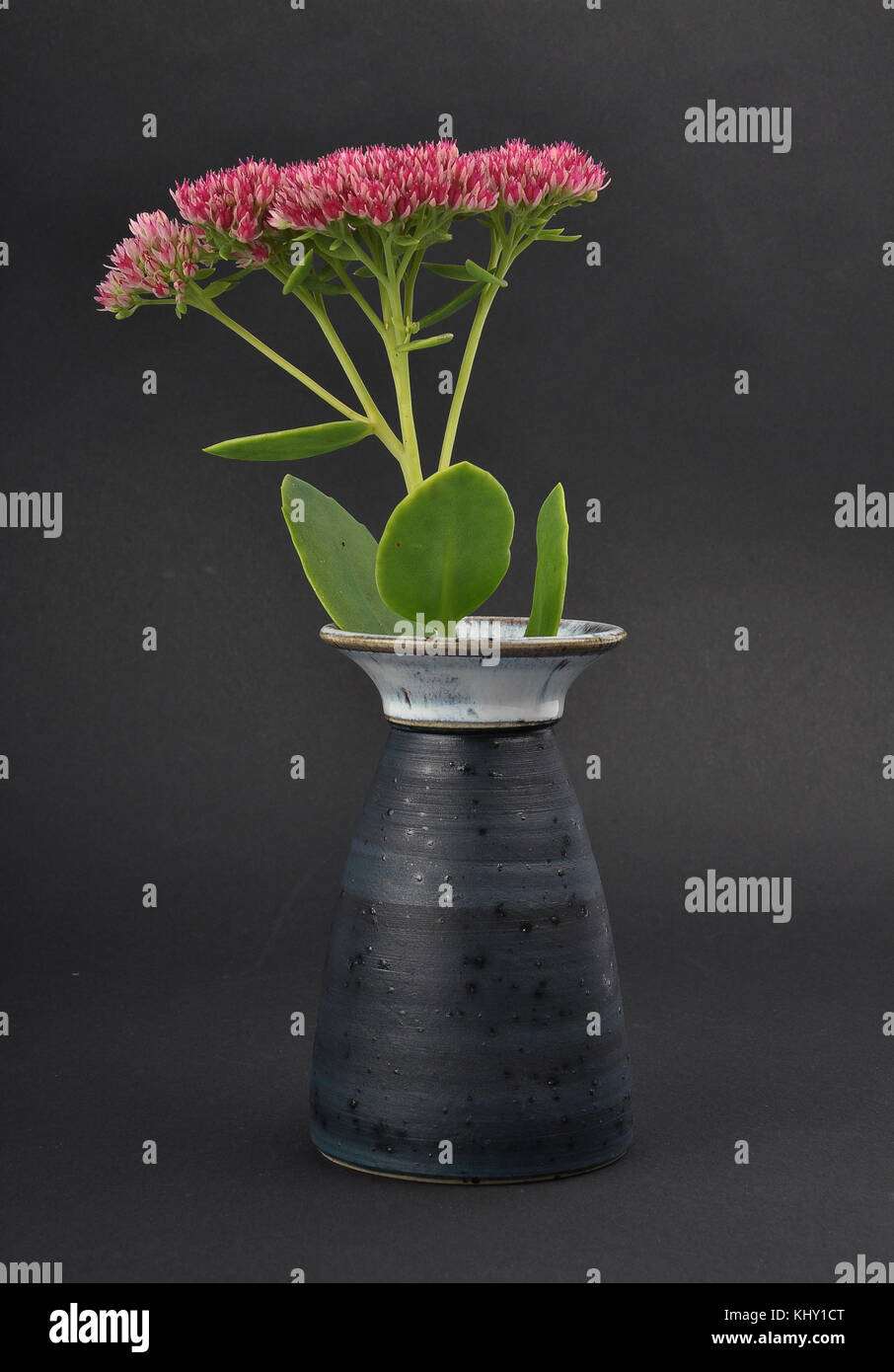 Crassulaceous hi-res stock photography and images - Alamy