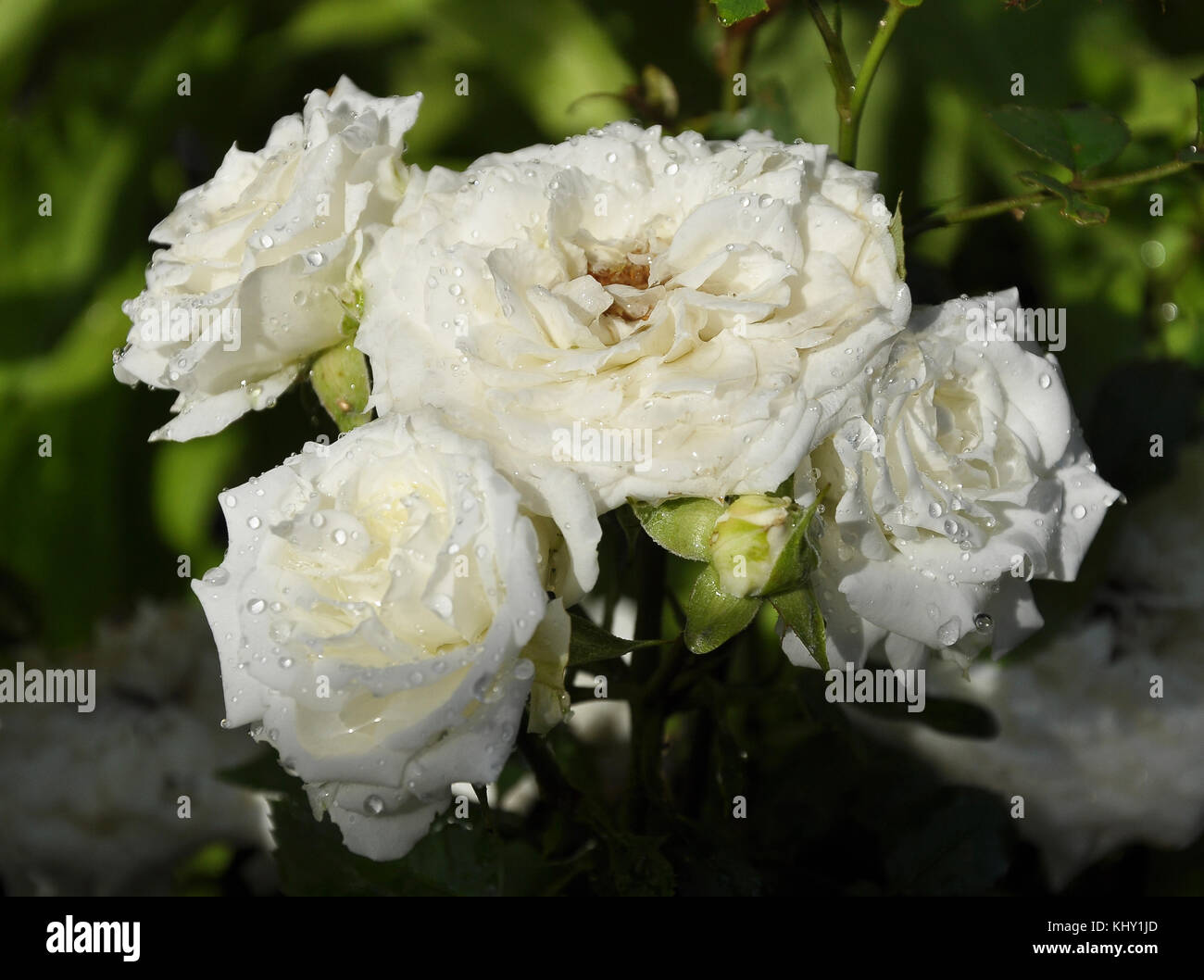 Rambler roses at garden bed Stock Photo - Alamy