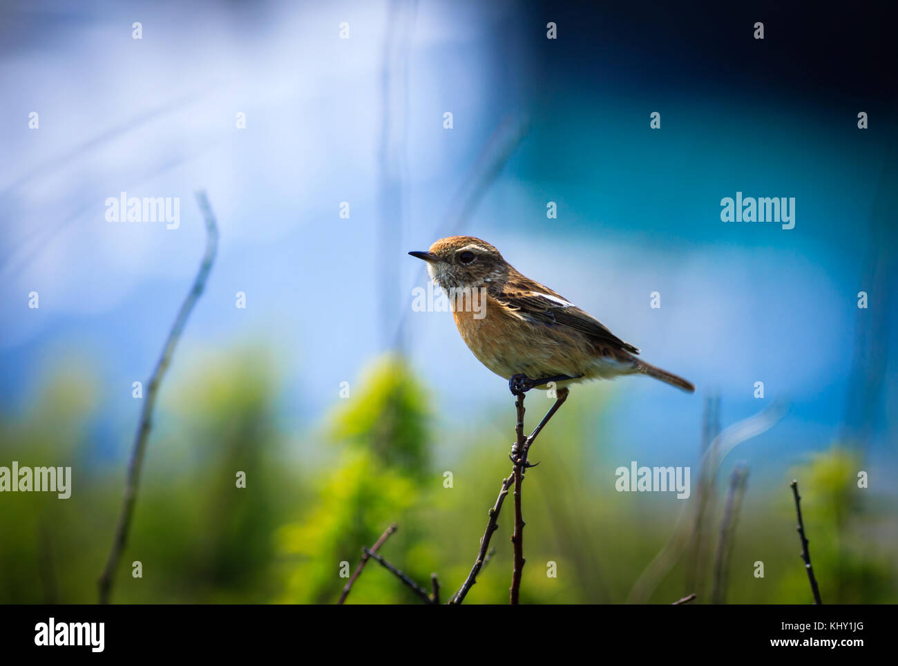 Female robin uk hi-res stock photography and images - Alamy