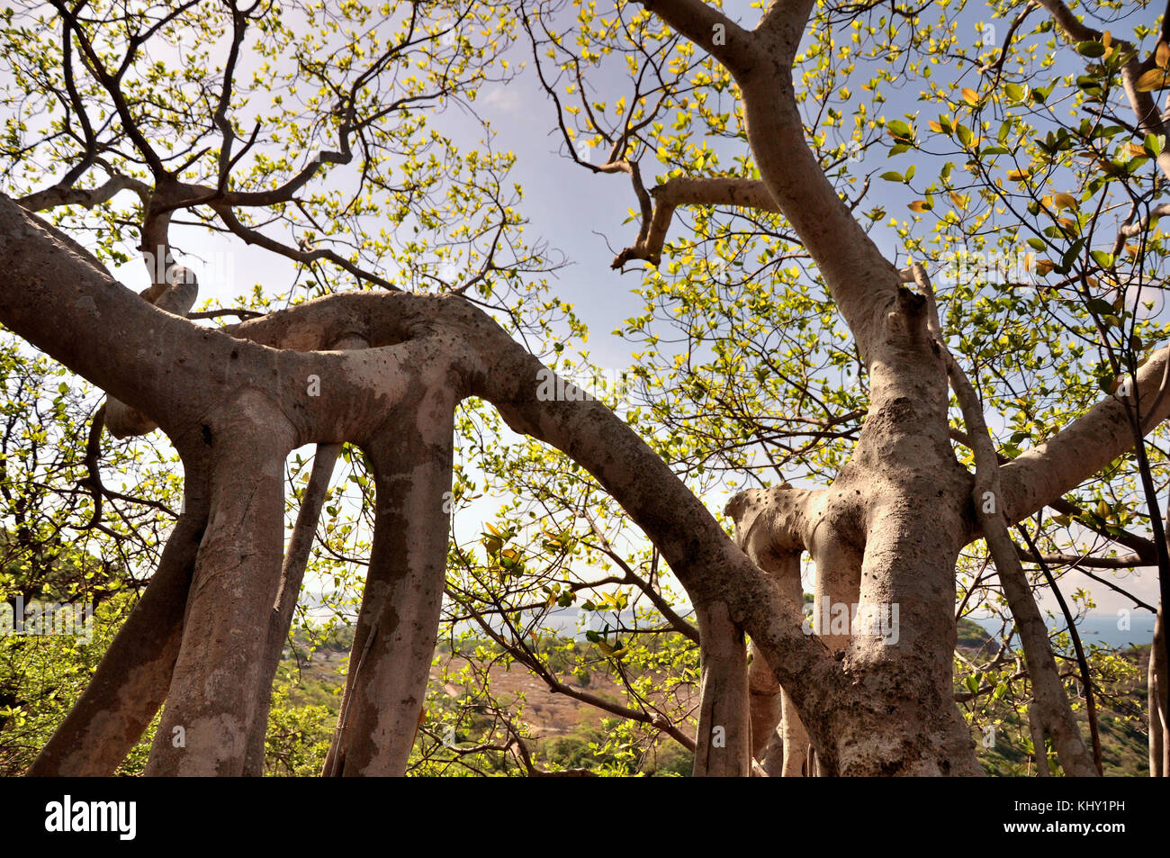 Strange trees hi-res stock photography and images - Alamy