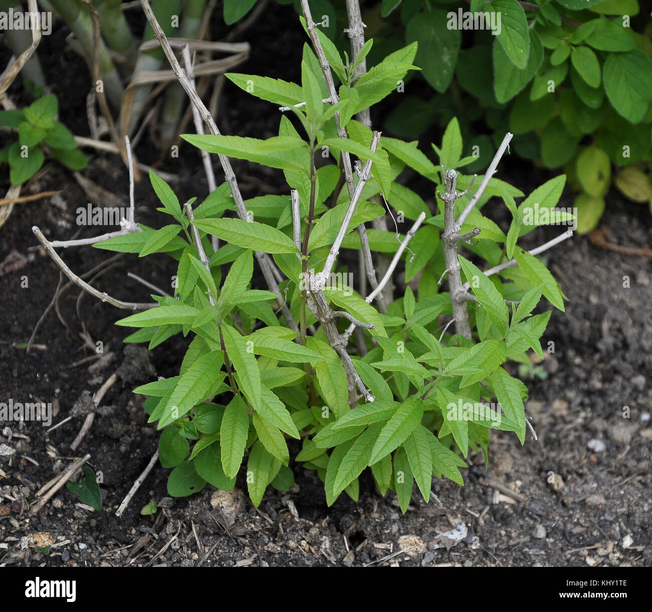 Lemon verbena in garden bed Stock Photo - Alamy