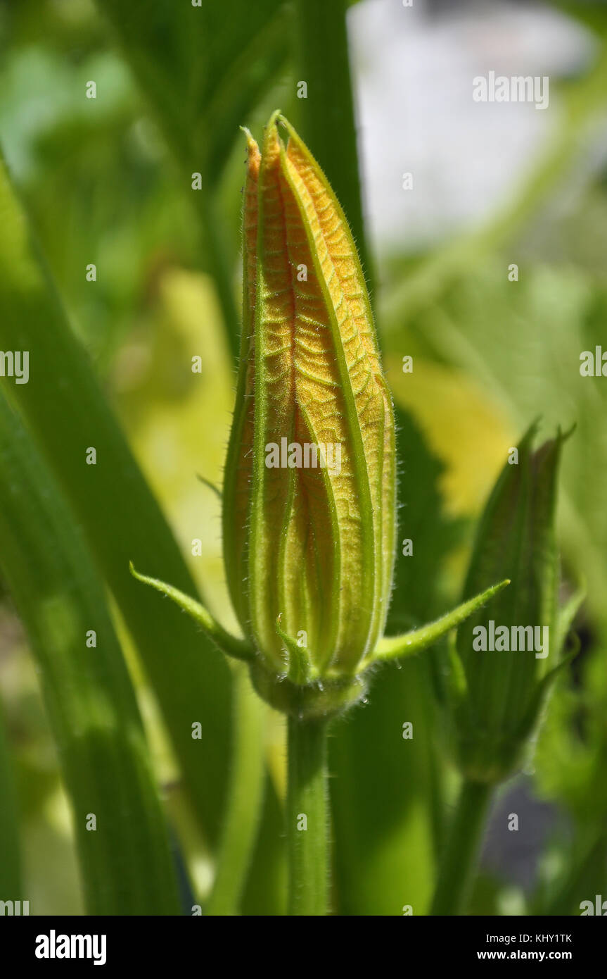 Blossom of courgette plant cucurbita pepo hi-res stock photography and ...