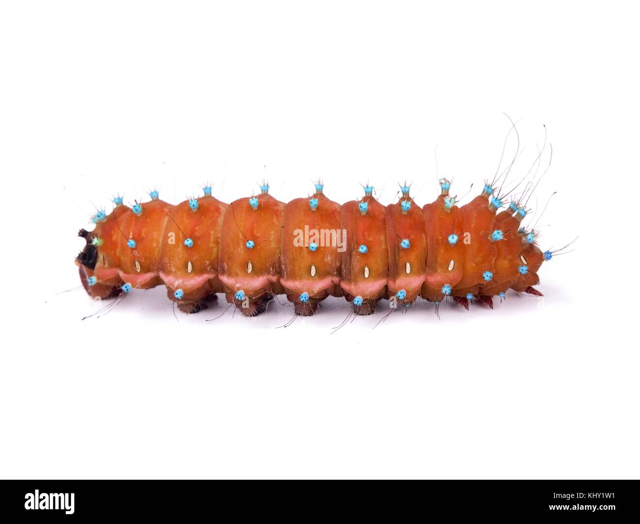 Caterpillar on white background Stock Photo - Alamy