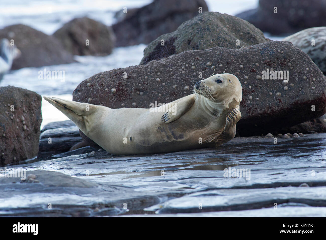 Seal ravenscar hi-res stock photography and images - Alamy