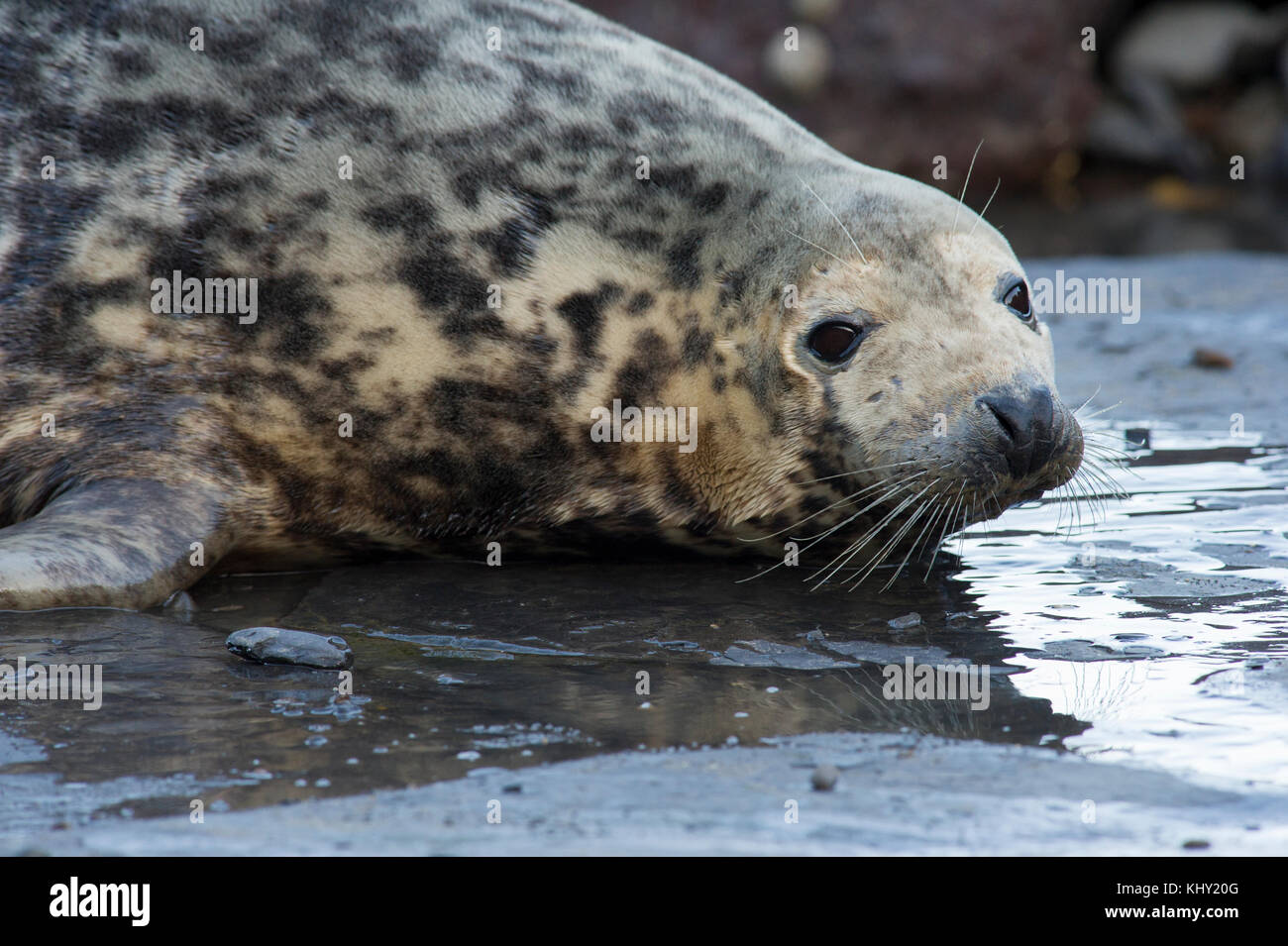 Seals ravenscar hi-res stock photography and images - Alamy