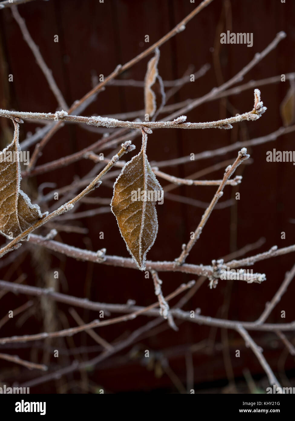 The first frosts. The leaves of the trees, fringed with the white frost ...