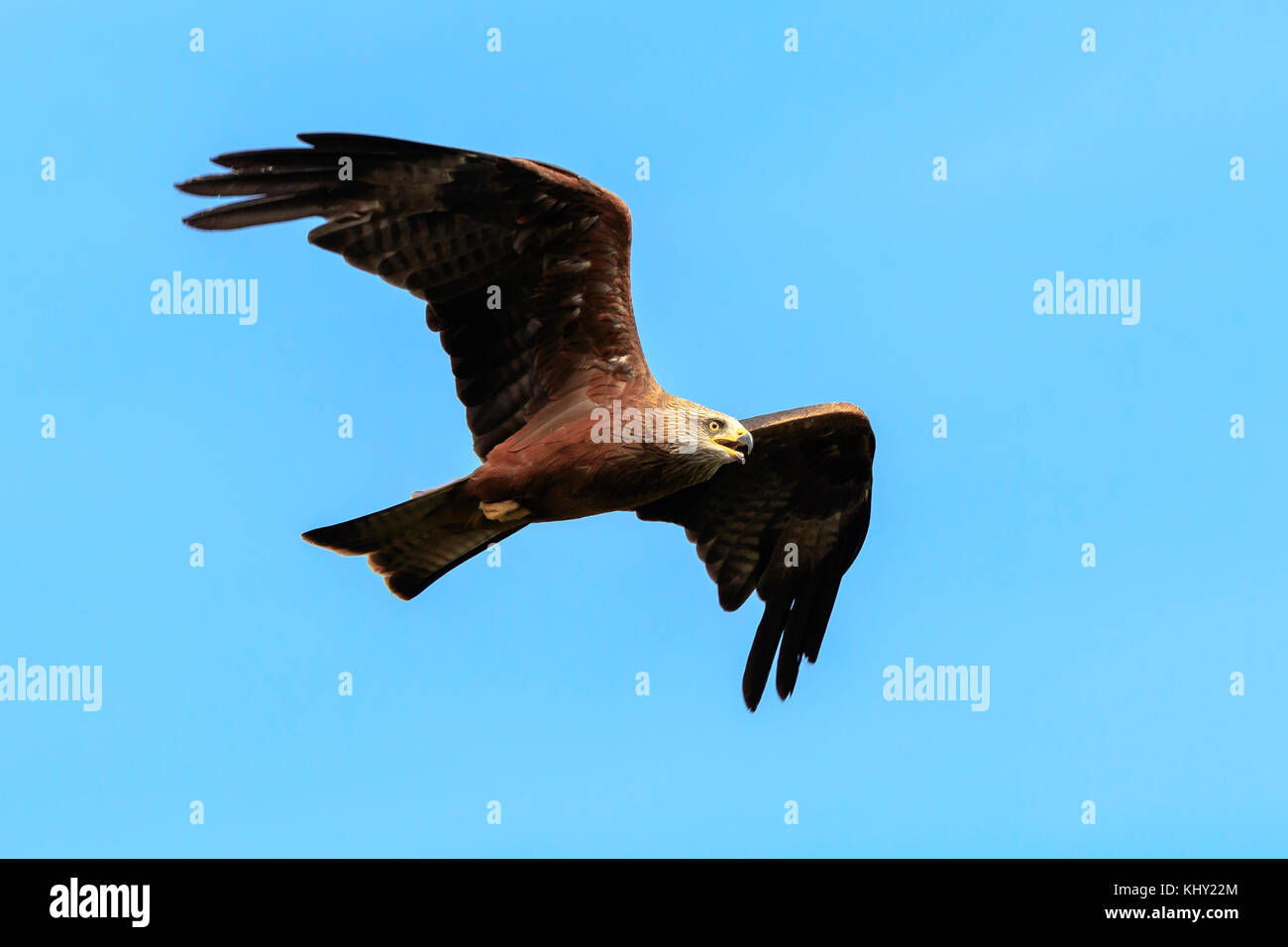 Black kite Milvus migrans predatory bird in flight, hunting on a sunny ...