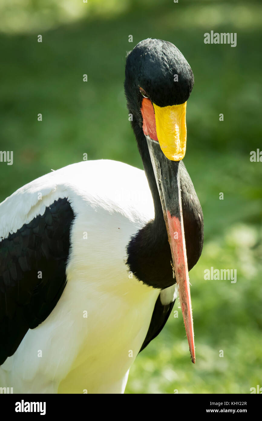 Red saddle billed stork hi-res stock photography and images - Alamy