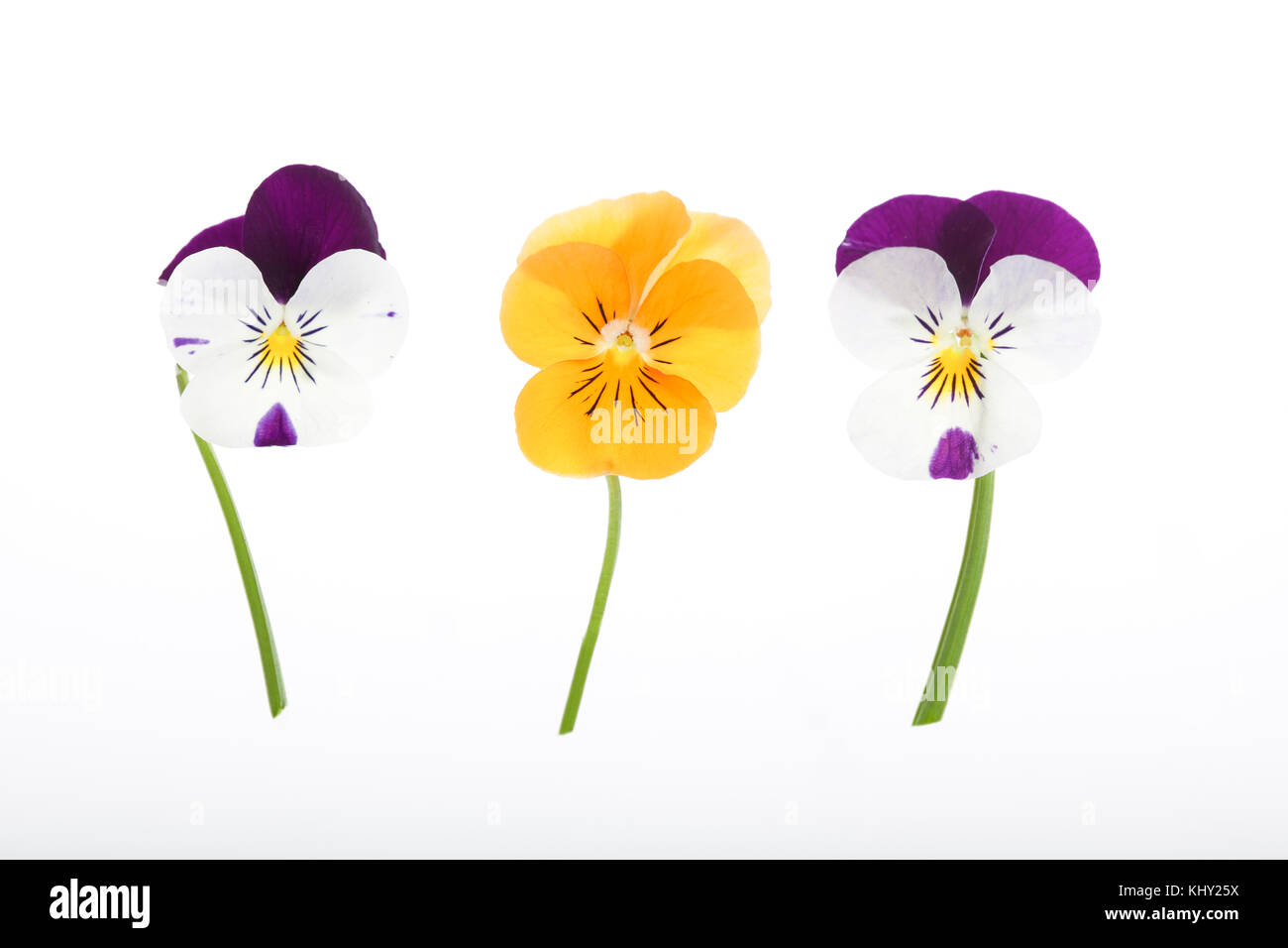 Viola flowers isolated on white background Stock Photo - Alamy