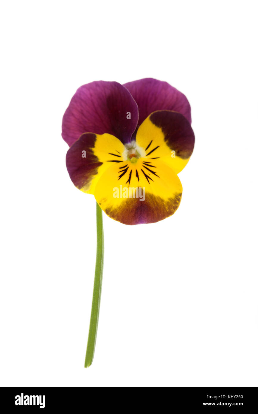 Viola flowers isolated on white background Stock Photo - Alamy