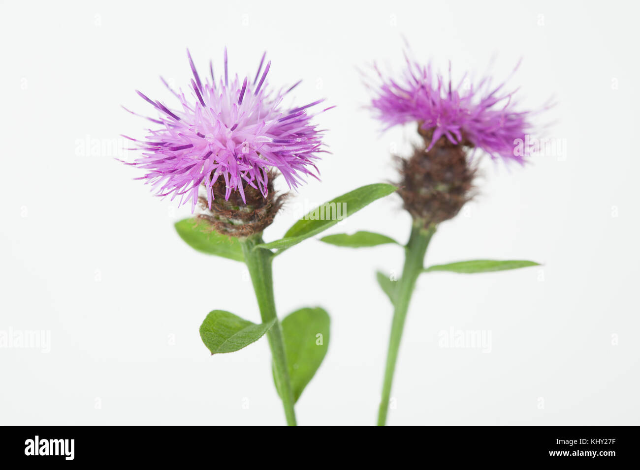 Centaurea nigra, lesser knapweed Stock Photo - Alamy