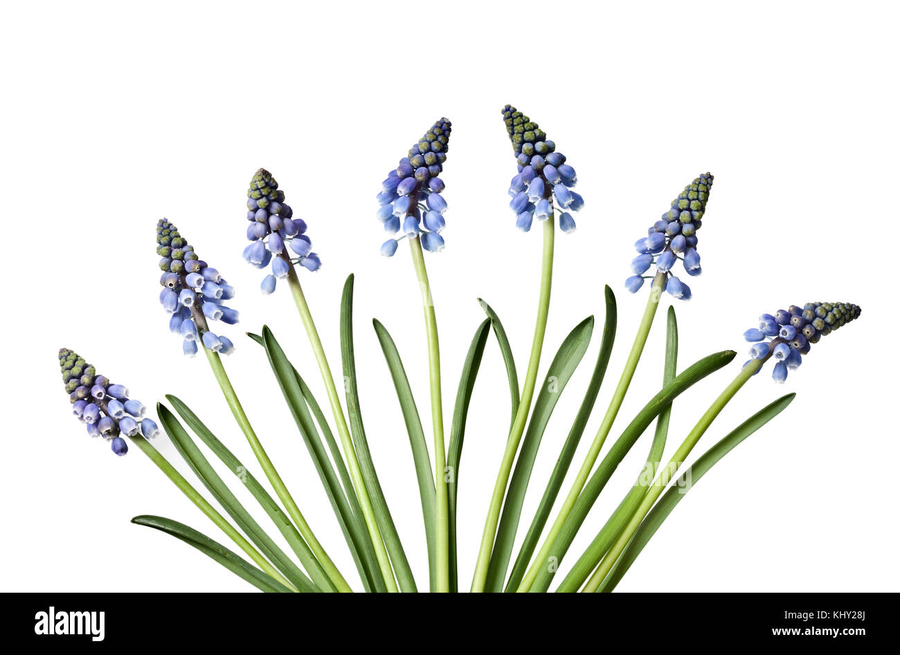 Blue Muscaria Flowers isolated on white background Stock Photo - Alamy
