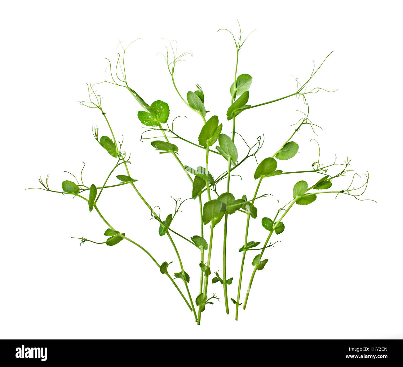 Pea shoots growing, isolated on white background Stock Photo - Alamy