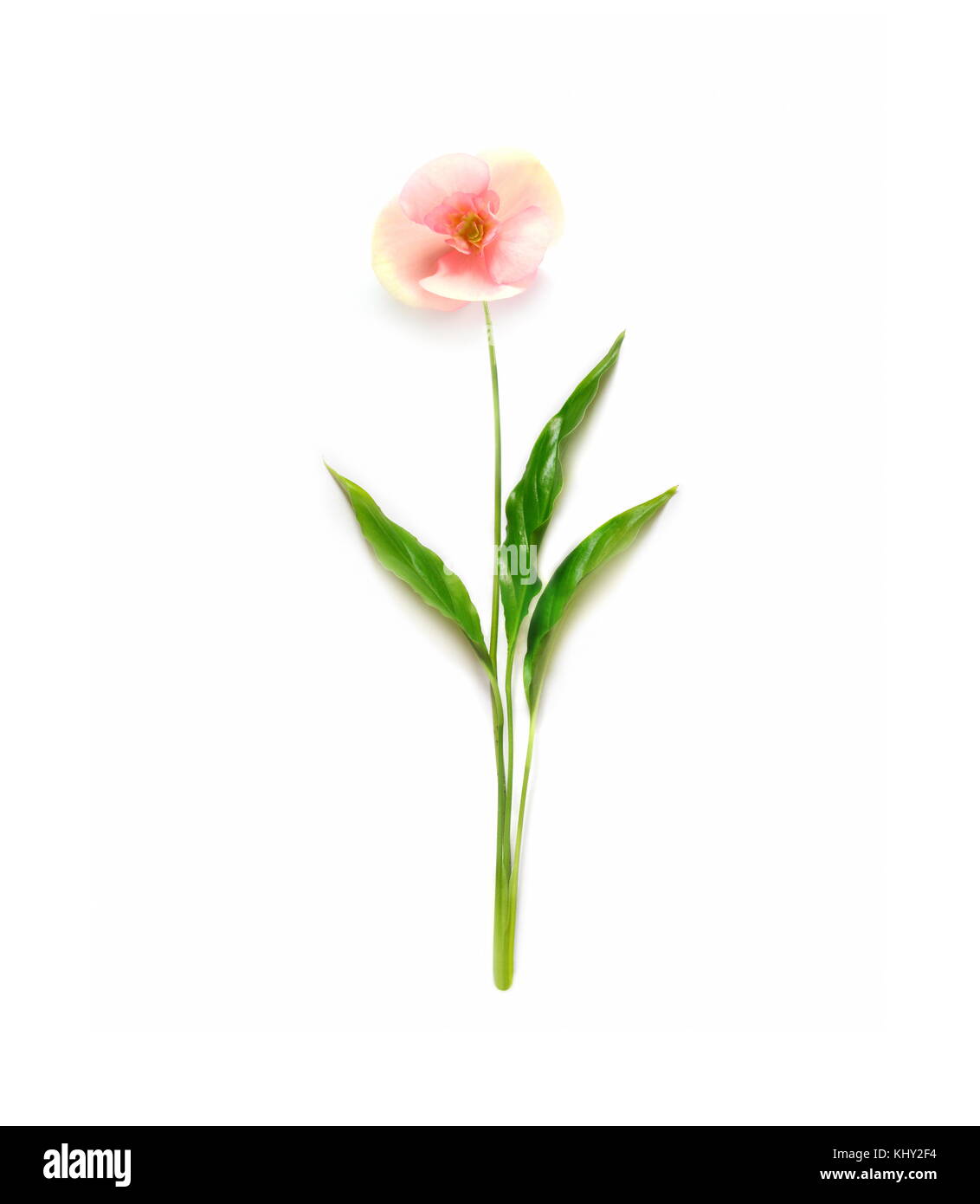 Creative minimal flower background Cut Out Stock Images & Pictures - Alamy