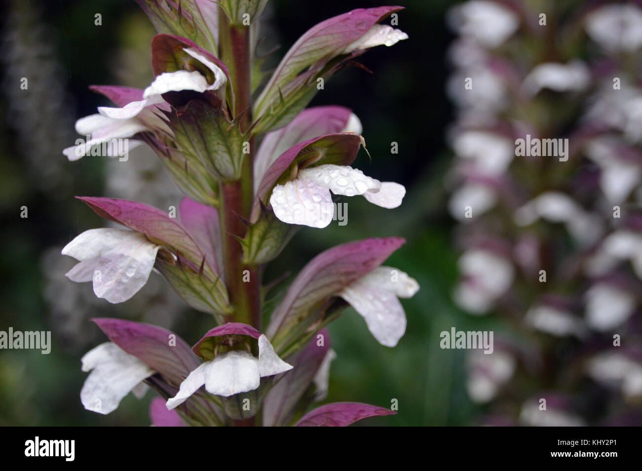 Close up of the Flowers of the Spiky Bear's-breeches Plant (Acanthus ...