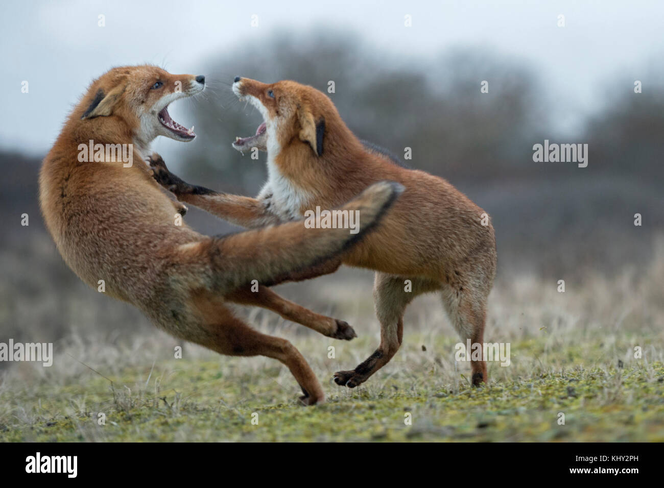 Fox Fighting Wolf