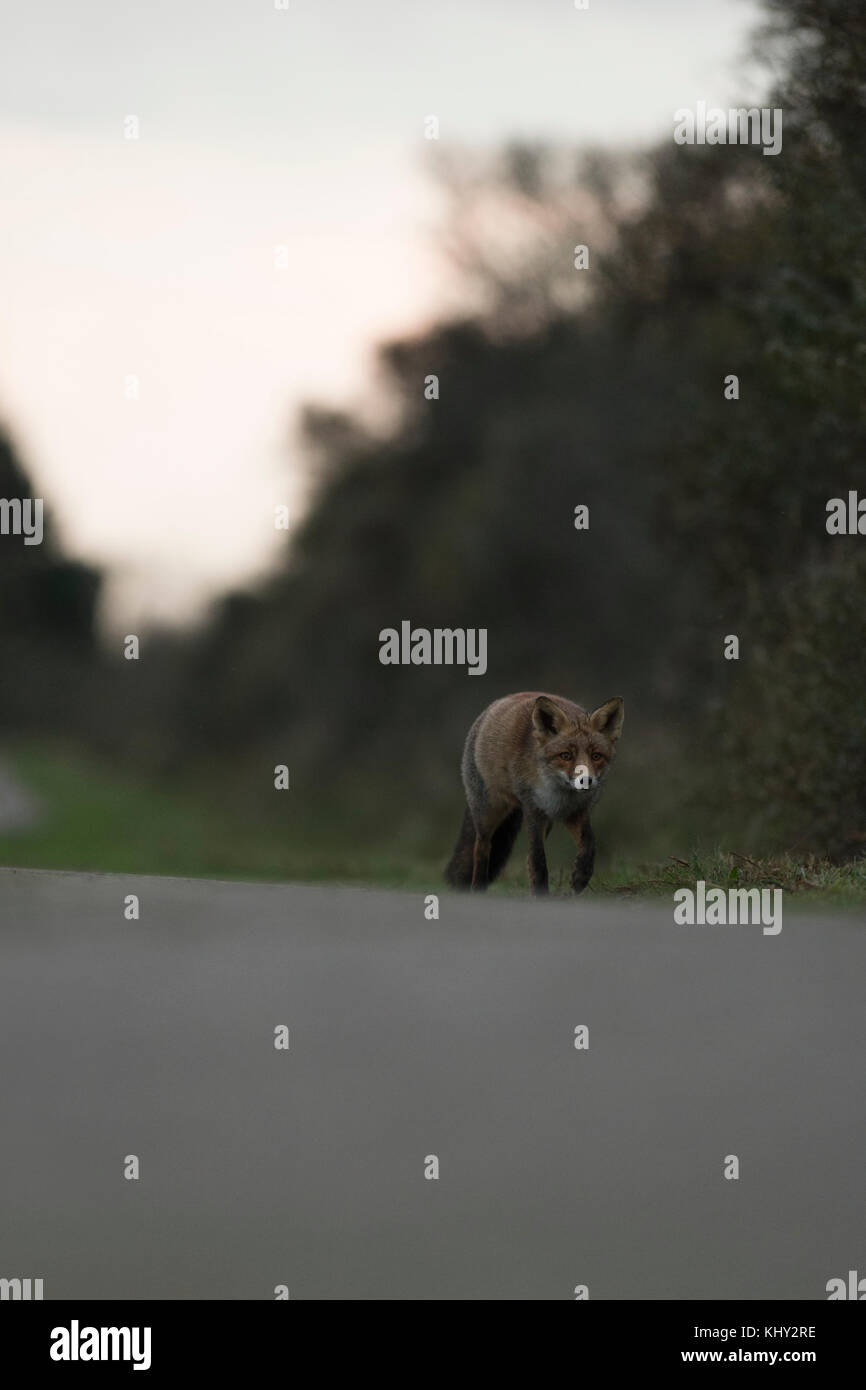 Red Fox / Rotfuchs ( Vulpes vulpes ) adult , walking along a road ...
