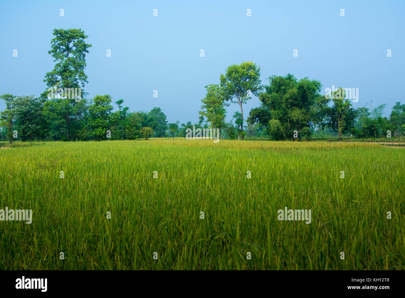 Banana and rice farming at tarai region of nepal Stock Photo - Alamy