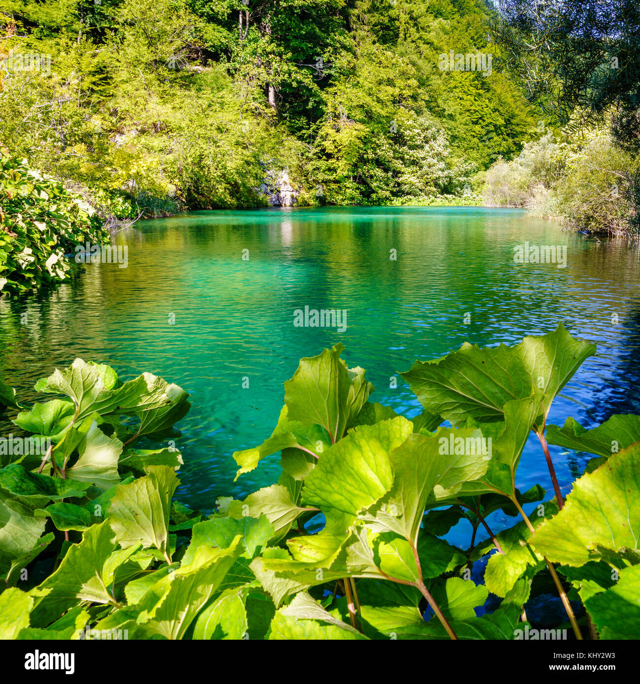 Small scenic pond at Plitvice Lakes National Park Stock Photo - Alamy