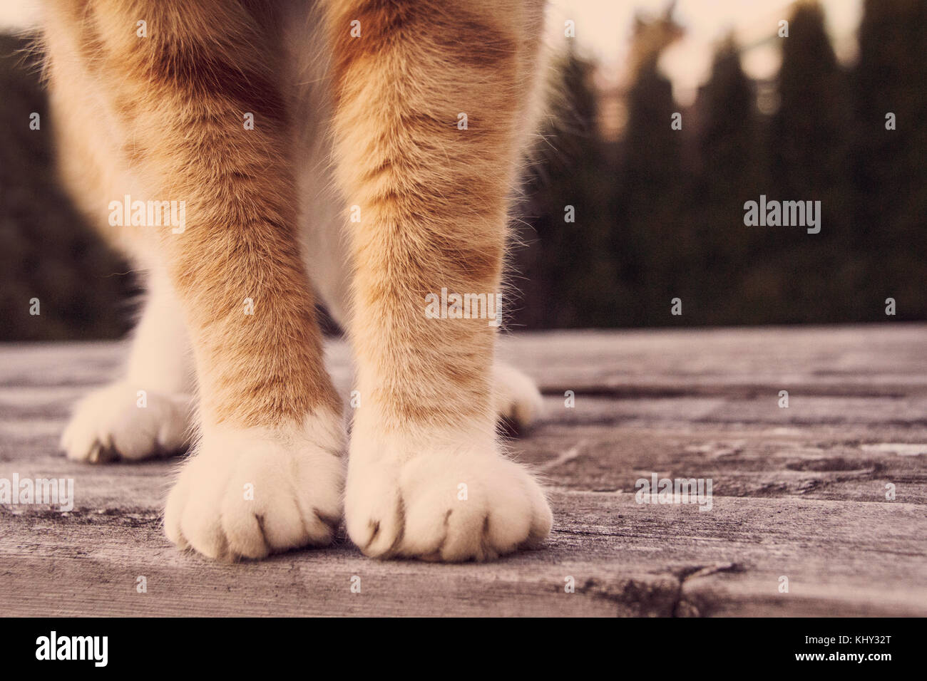 Cat paws hi-res stock photography and images - Alamy