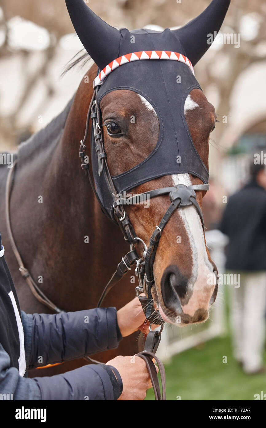 Race horse head ready to run. Paddock area. Vertical Stock Photo - Alamy