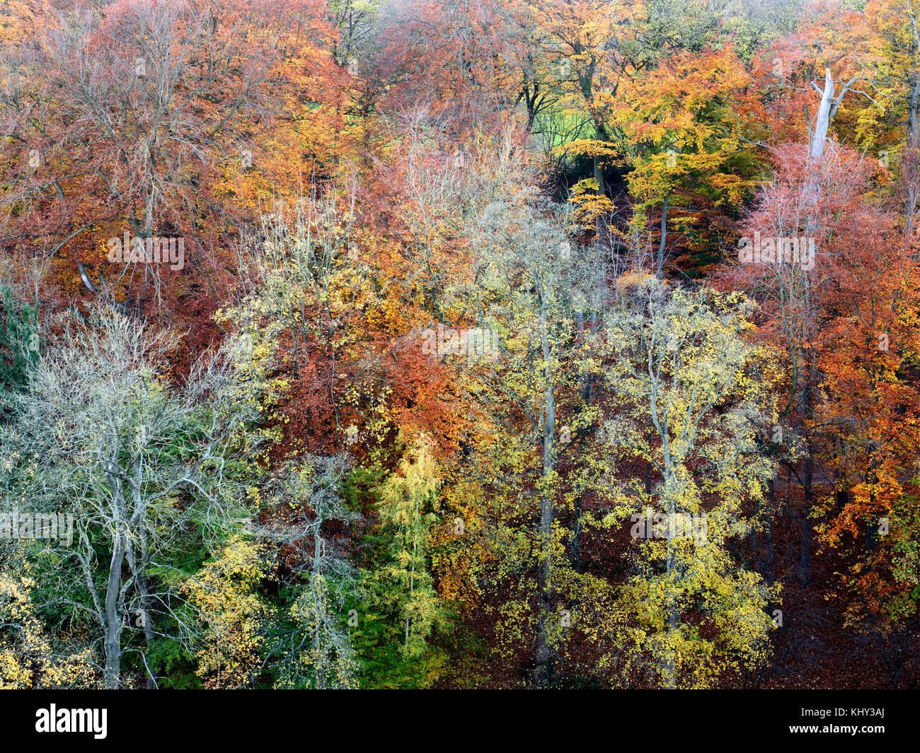 Autumn Trees on Long Walk in the Nidd Gorge at Knaresborough North ...