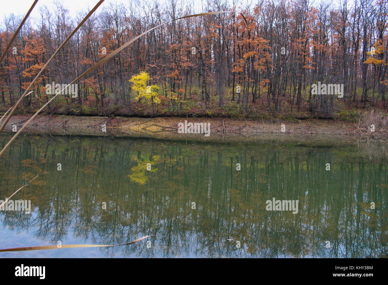 Leaves falling gold illustration hi-res stock photography and images ...