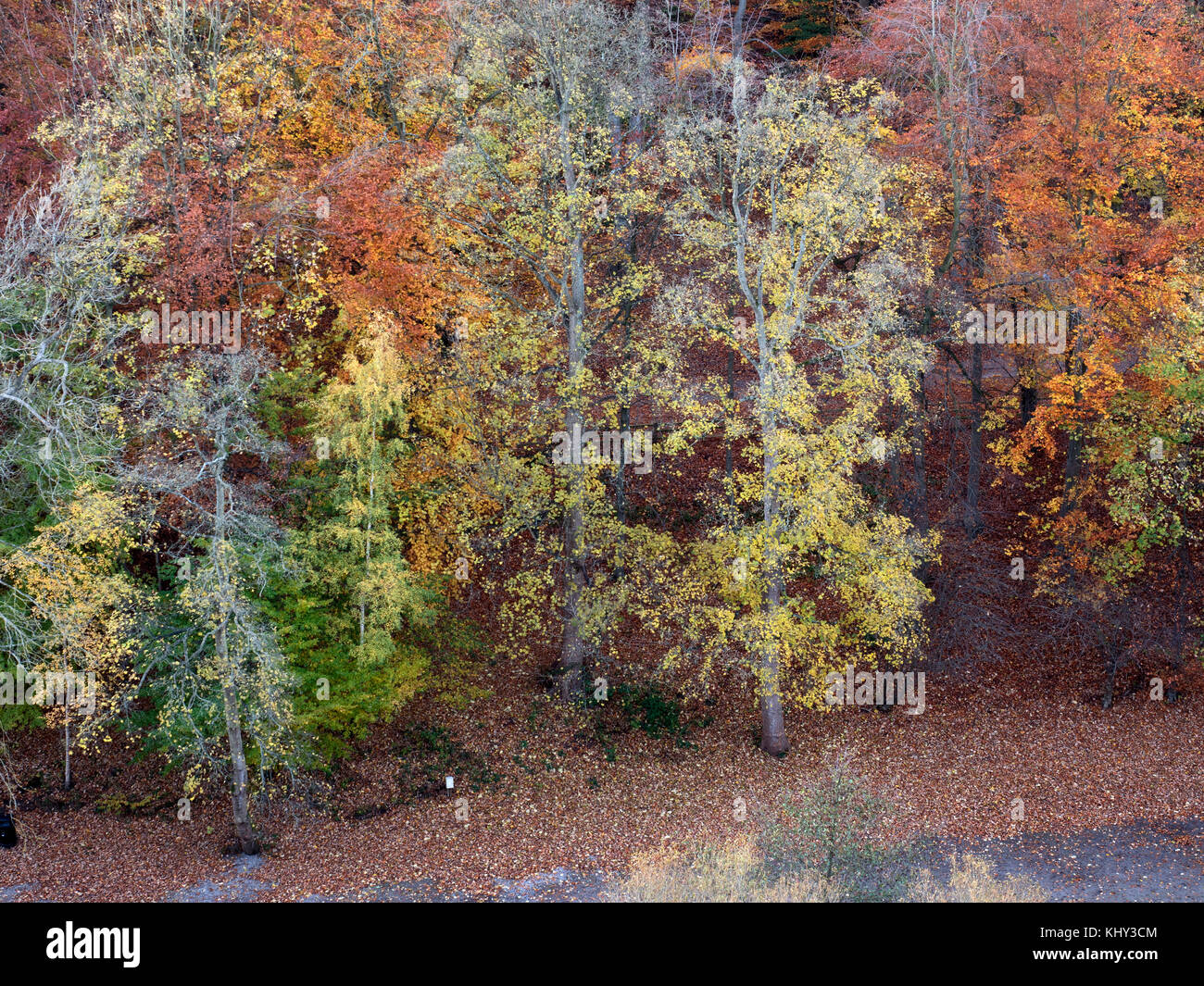 Autumn Trees on Long Walk in the Nidd Gorge at Knaresborough North ...