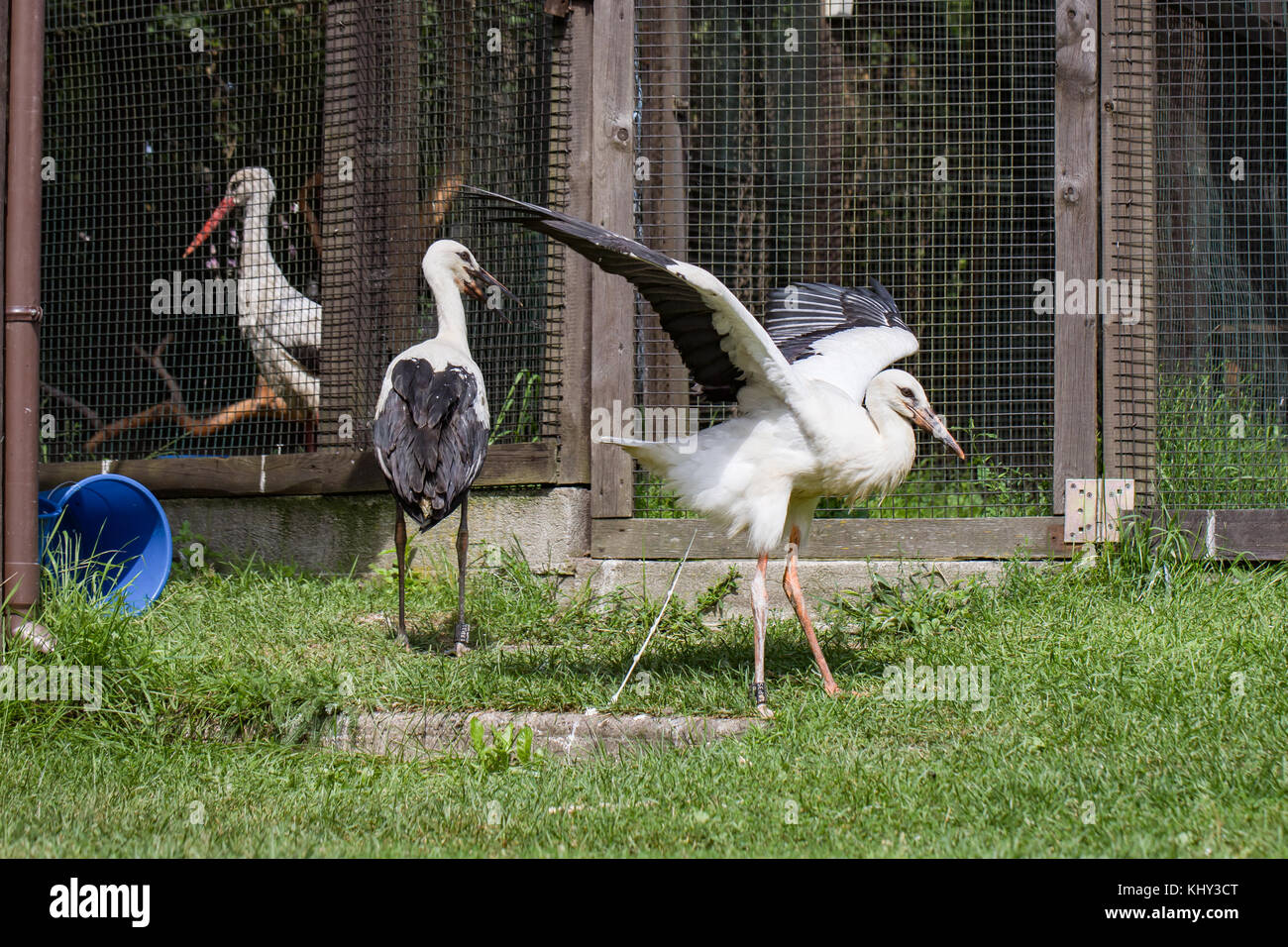 Storks, a hospital for birds, polish lake district Mazury (Masuria ...