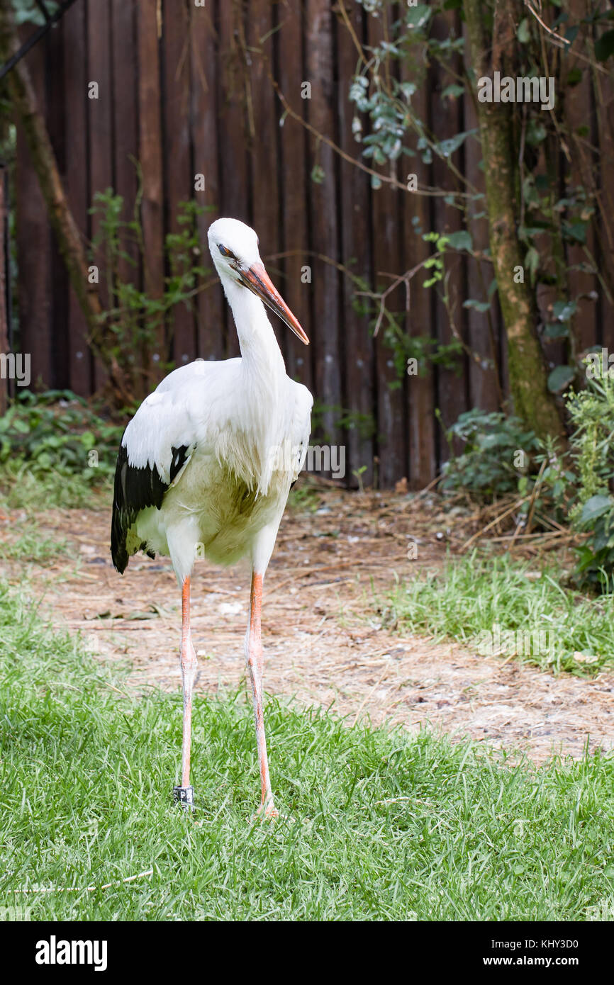 Storks, a hospital for birds, polish lake district Mazury (Masuria ...