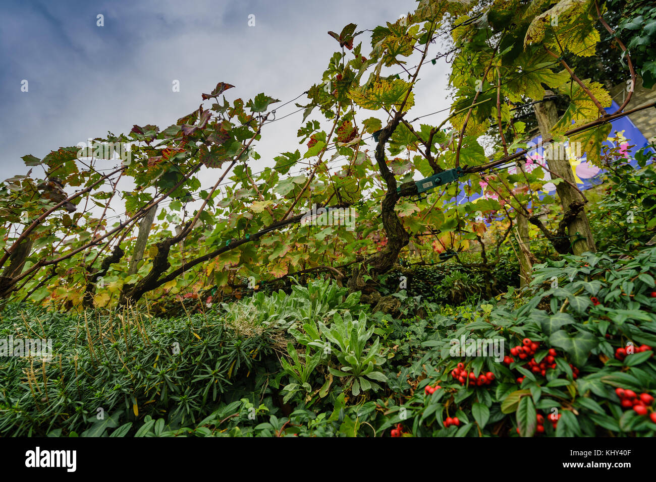The only Winery in the City of Paris Stock Photo - Alamy