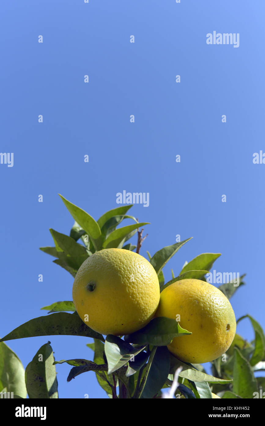 fresh lemons growing on a tree in a garden on the Greek island of Corfu ...