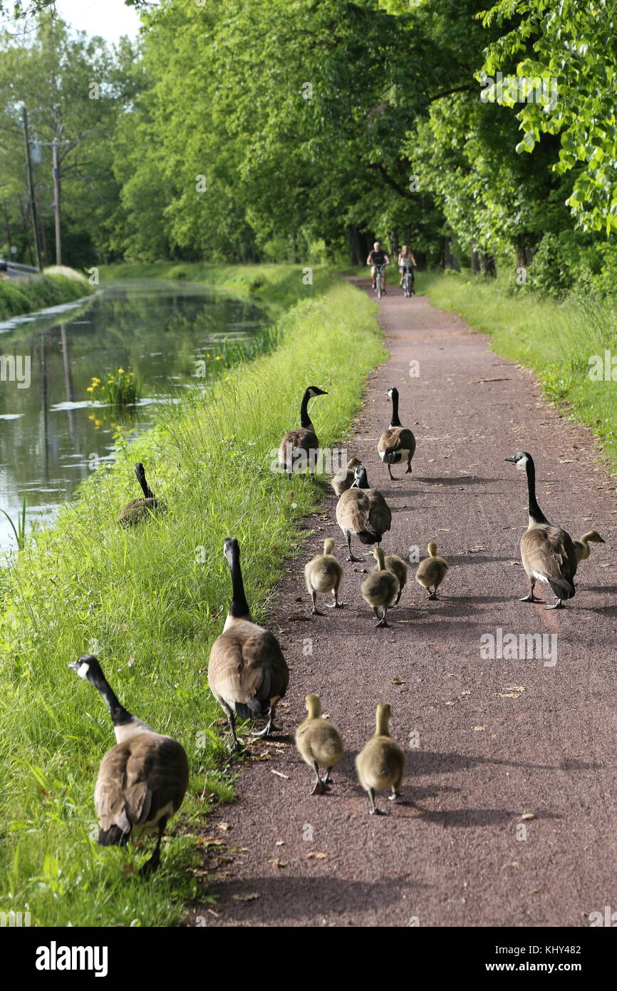 Delaware Canal State Park tow path, New Hope, PA, USA Stock Photo - Alamy