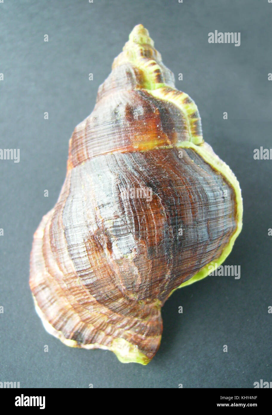 Mayena australasia australasia 2 Stock Photo - Alamy