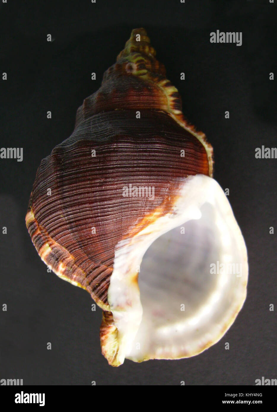 Mayena australasia australasia (underside) 2 Stock Photo - Alamy