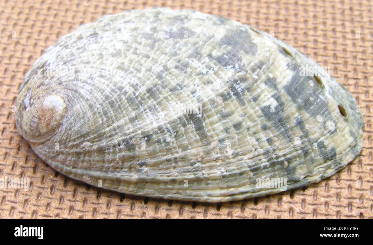 Shell of abalone mollusk hi-res stock photography and images - Alamy